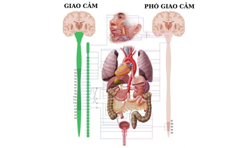 Hệ giao cảm và phó giao cảm: Cơ chế hoạt động và vai trò trong cơ thể ...